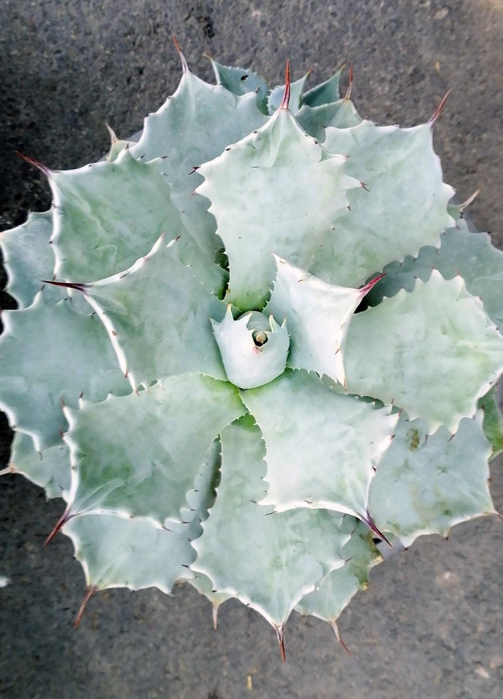 Agave Silver Triangle | Pete's Perfect Plants
