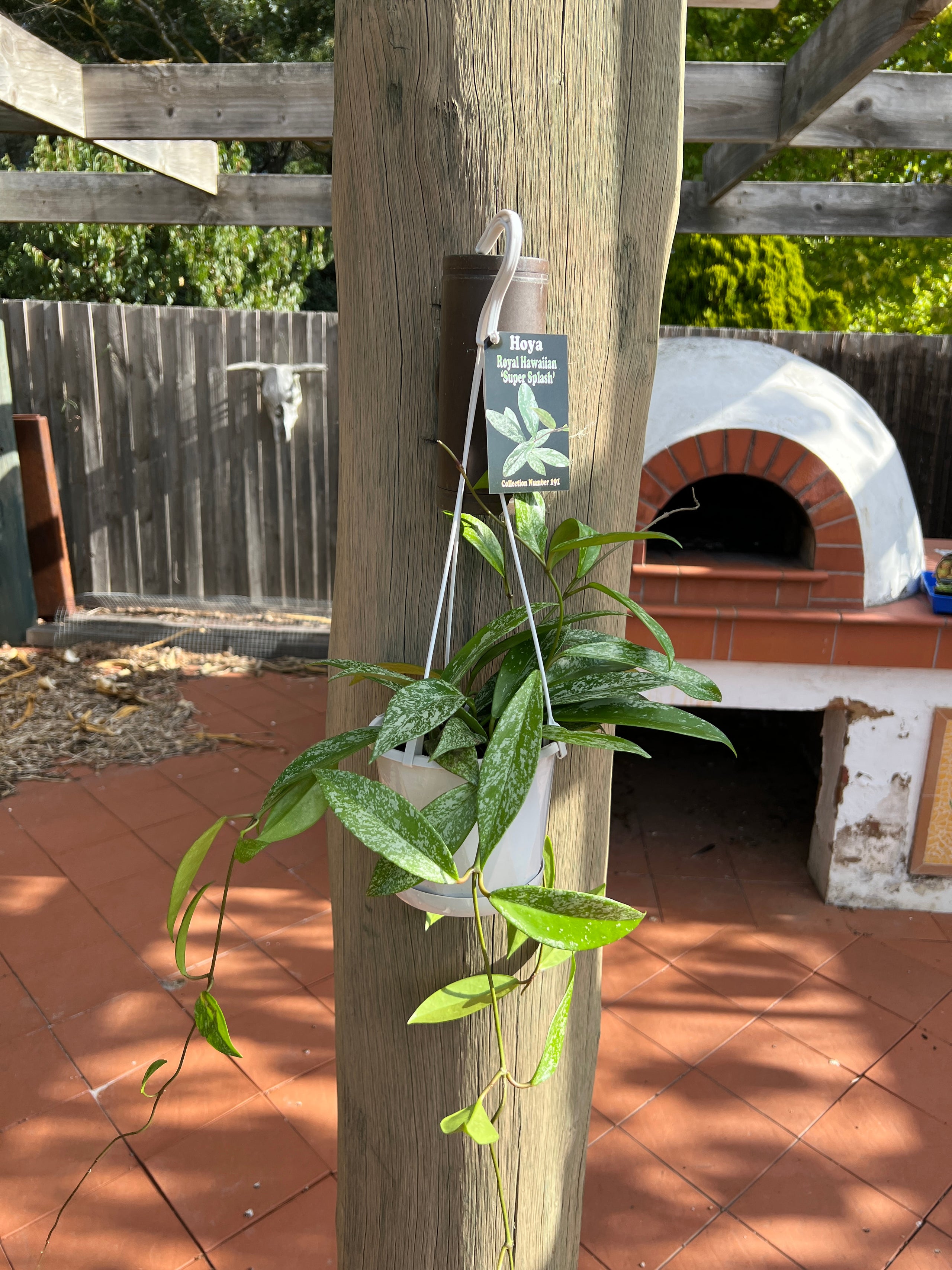 Hoya Royal Hawaiian 'Super Splash' 191 | Pete's Perfect Plants